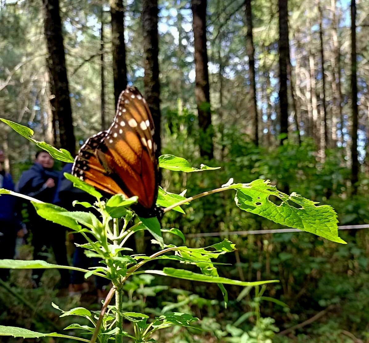 SANTUARIO DE LA MARIPOSA MONARCA - HOLA MEXICO TOURS